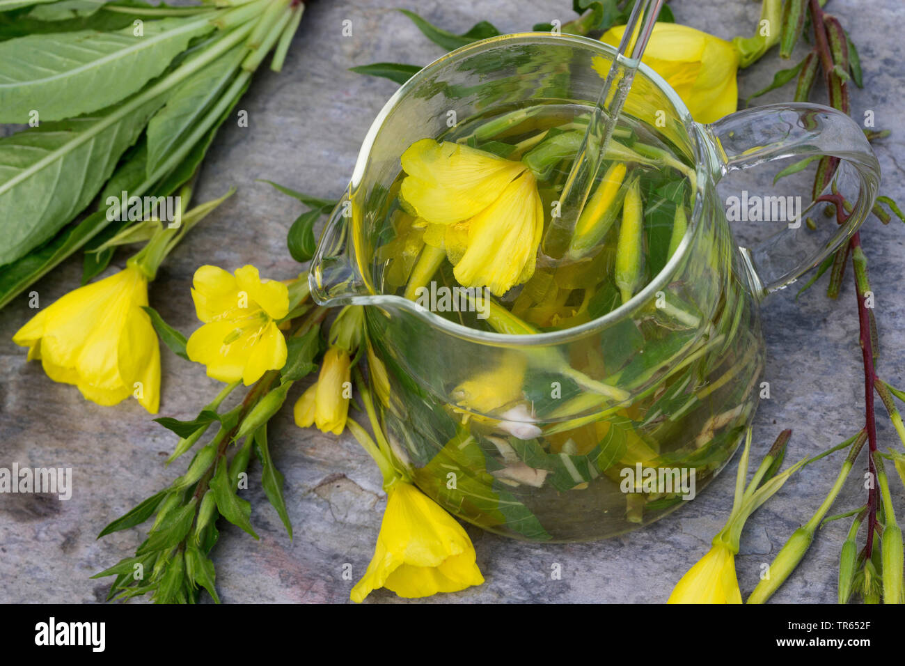 common evening primrose (Oenothera biennis), self-made evening primrose ...