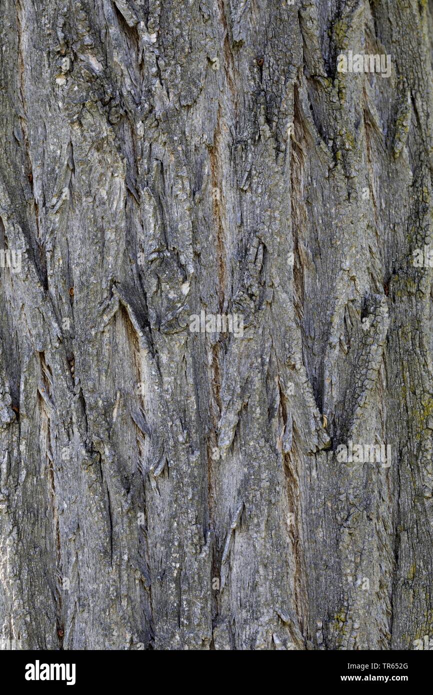 black locust, common locust, robinia (Robinia pseudo-acacia, Robinia ...