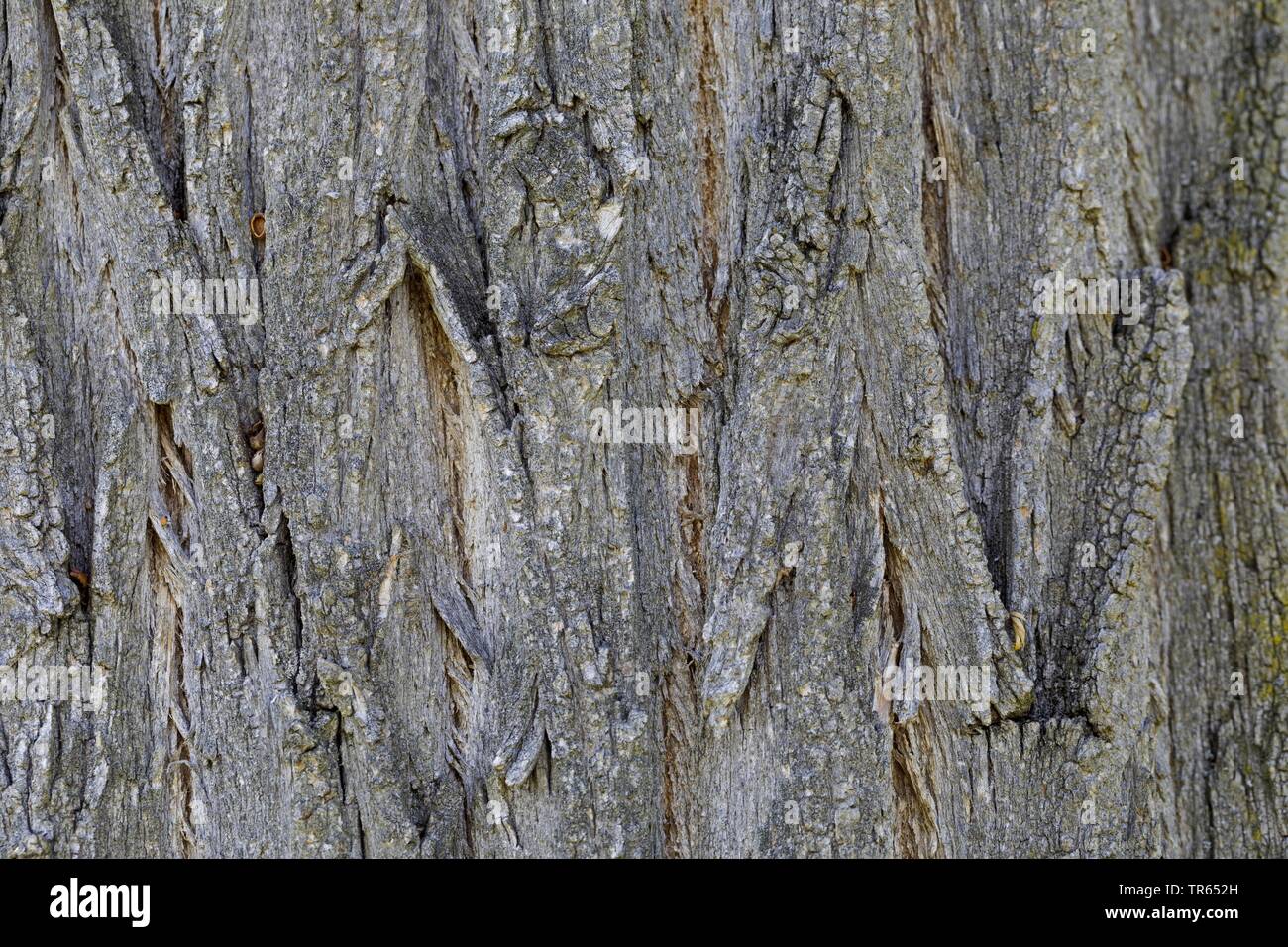 black locust, common locust, robinia (Robinia pseudo-acacia, Robinia ...