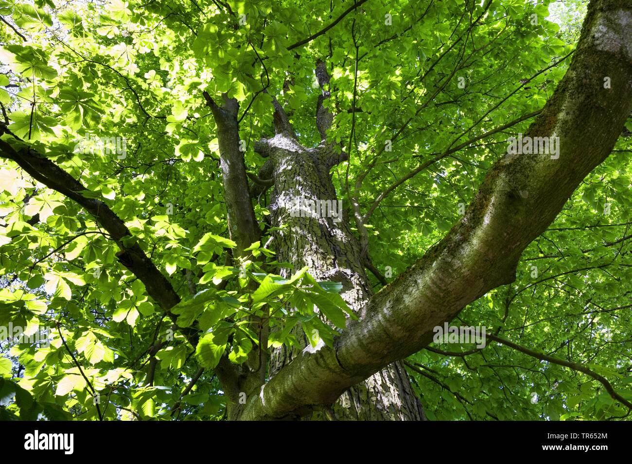 common horse chestnut (Aesculus hippocastanum), view to the crown from ...