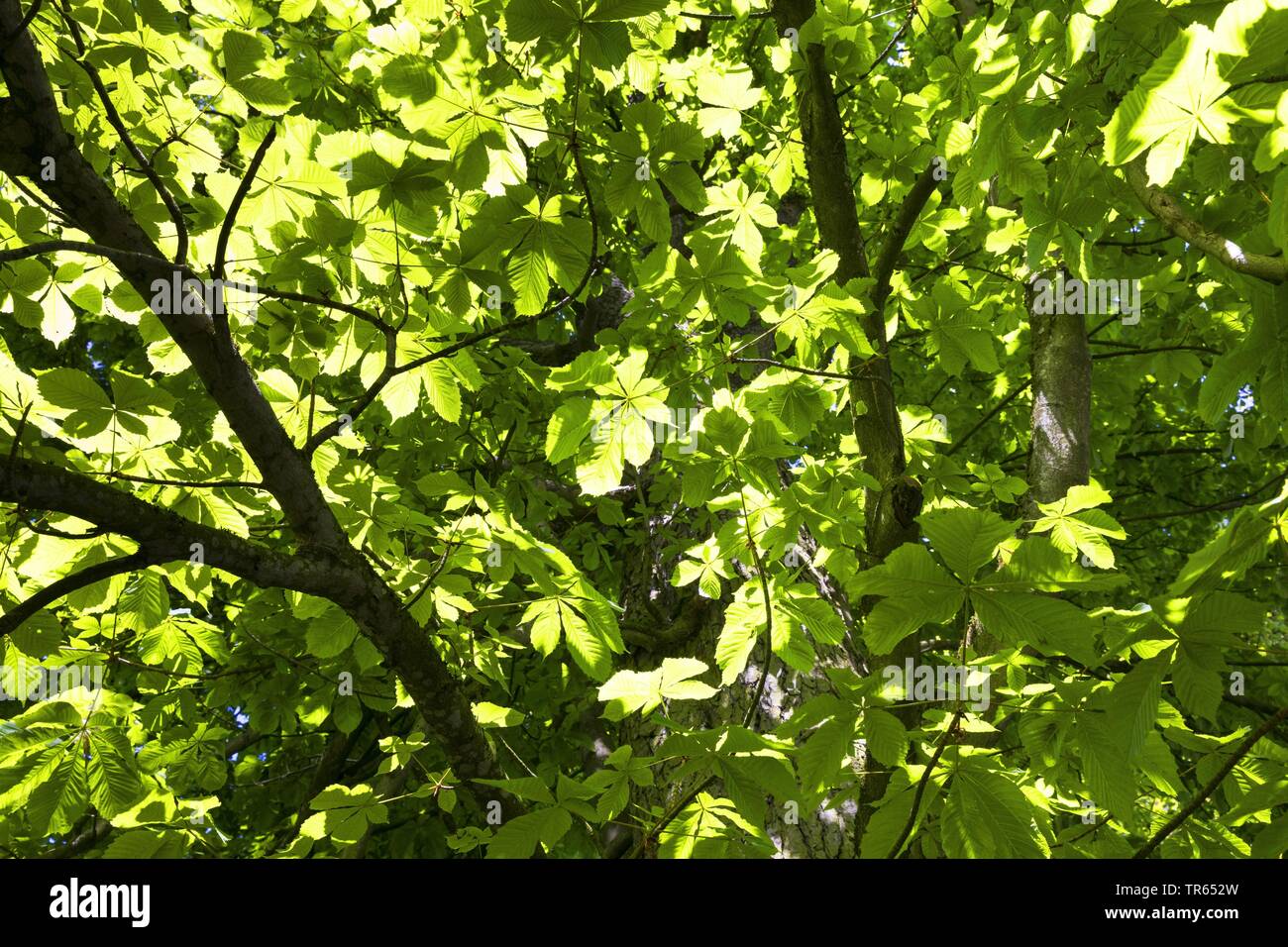 common horse chestnut (Aesculus hippocastanum), view to the crown from ...
