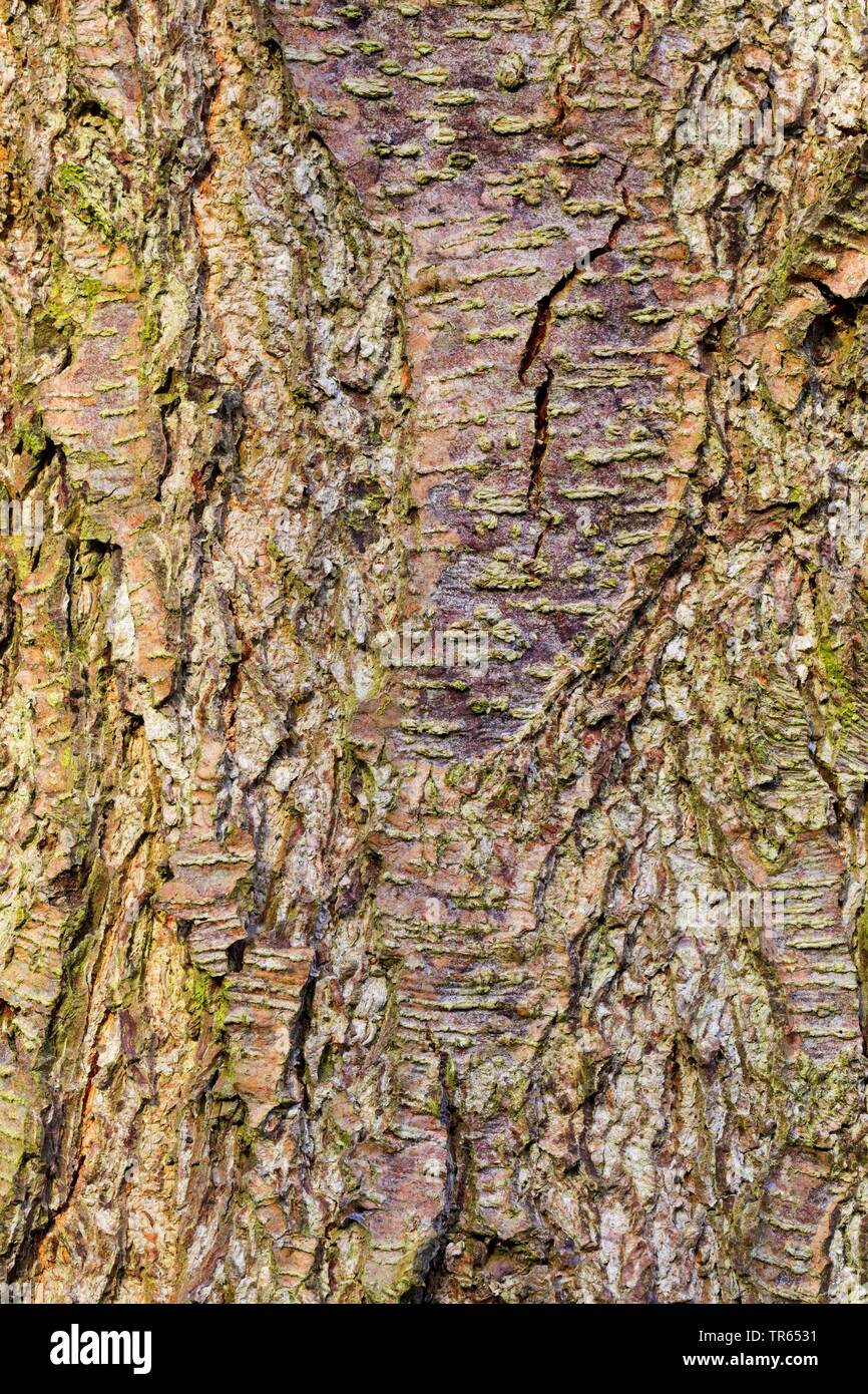 common alder, black alder, European alder (Alnus glutinosa), bark ...