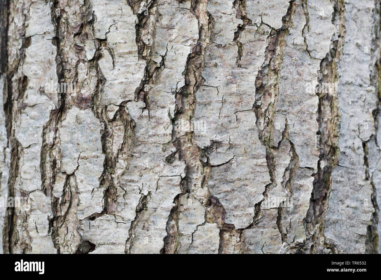 common alder, black alder, European alder (Alnus glutinosa), bark ...