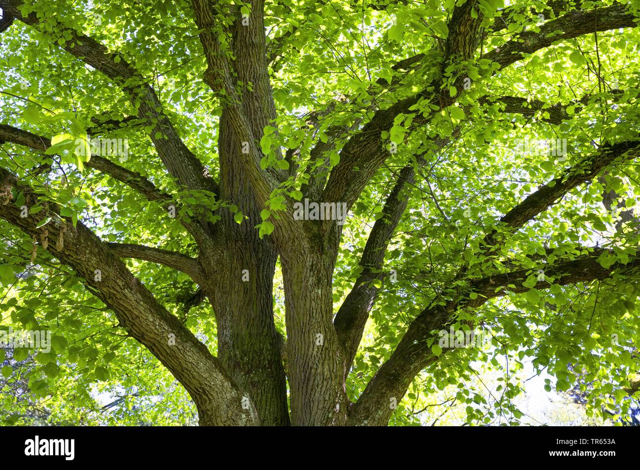 large-leaved lime, lime tree (Tilia platyphyllos), view to the crown ...