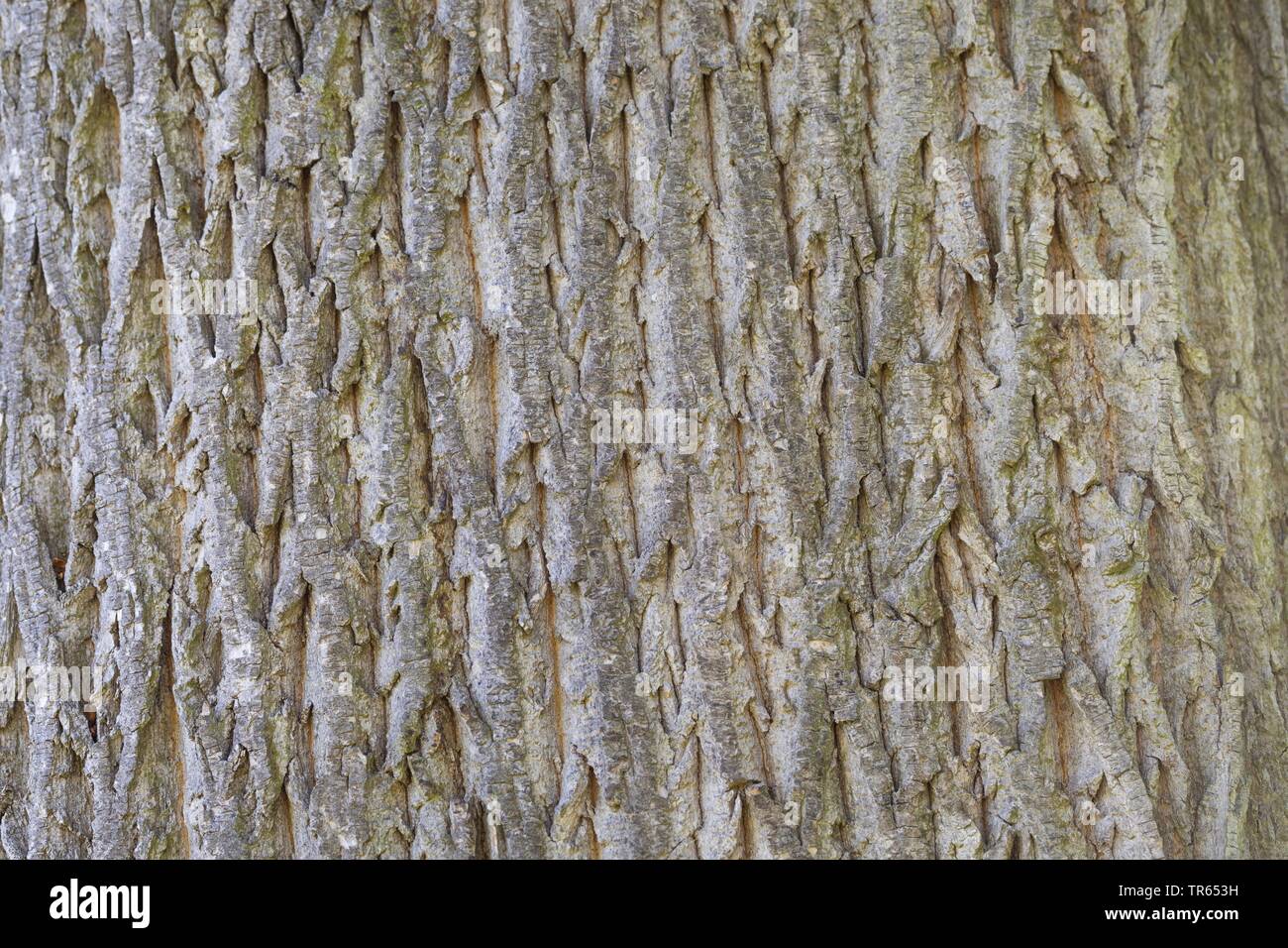 Norway maple (Acer platanoides), bark, Germany Stock Photo - Alamy
