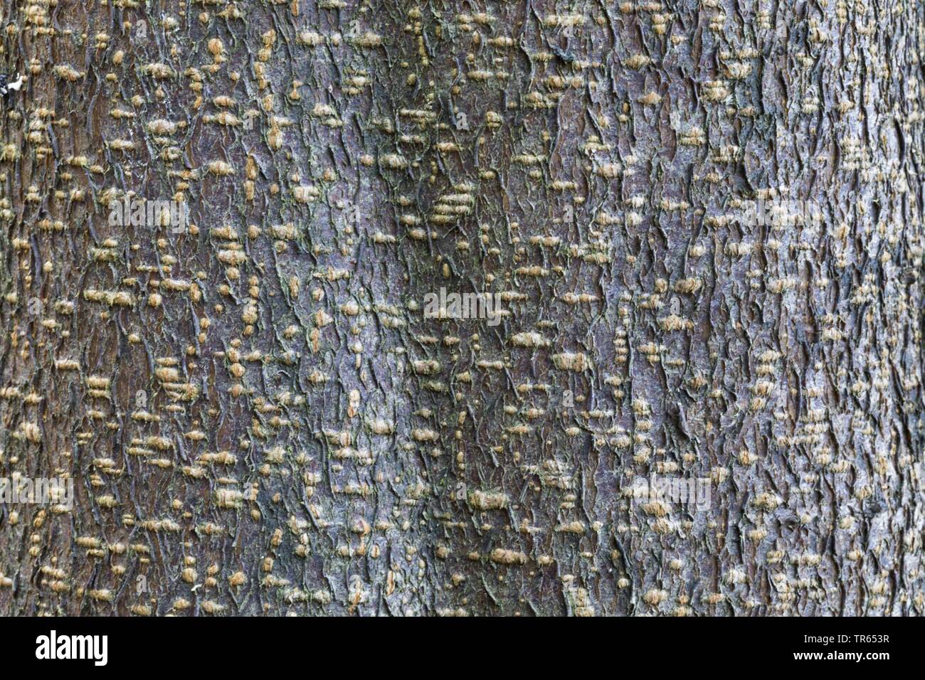 European bird cherry (Prunus padus, Padus avium), bark, Germany Stock ...