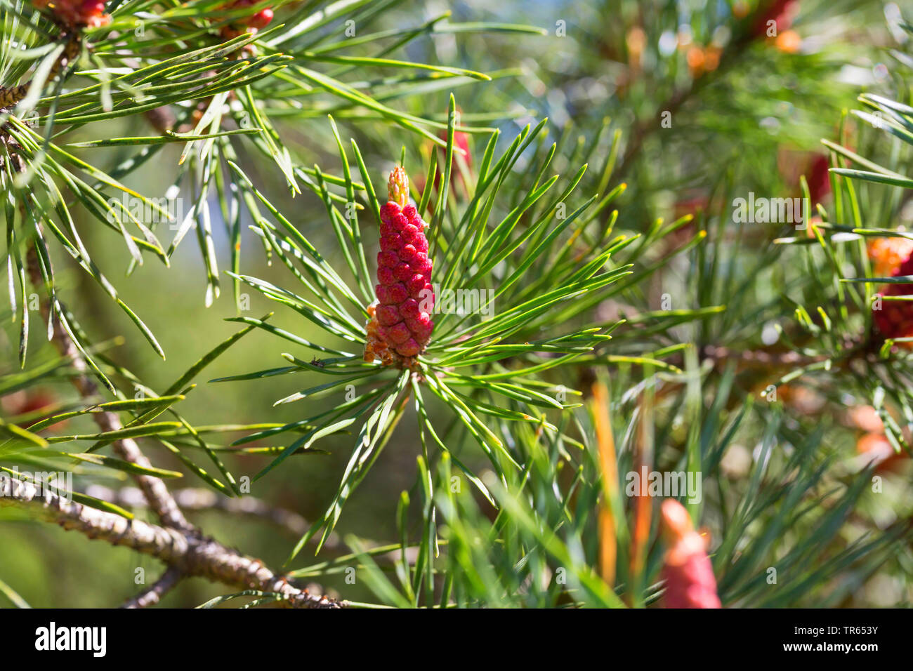Scotch pine, Scots pine (Pinus sylvestris), branch with male ...