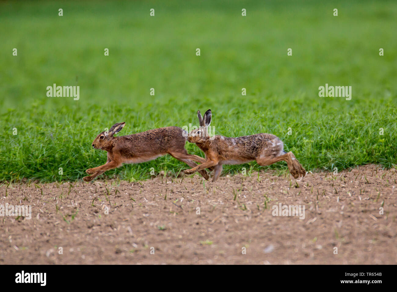 European hare, Brown hare (Lepus europaeus), chasing one another on a ...