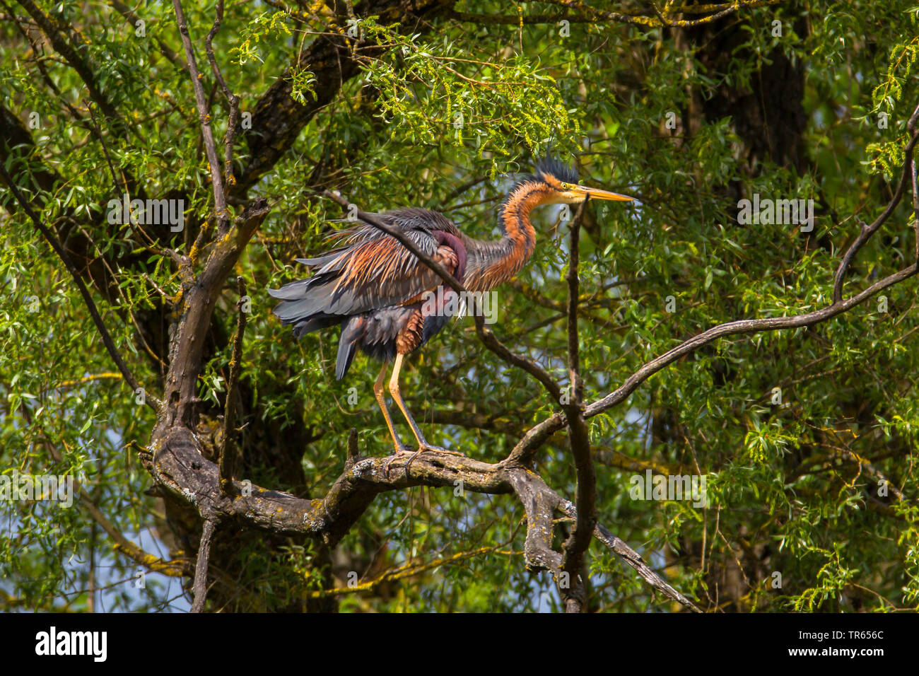 Tree shaking hi-res stock photography and images - Alamy