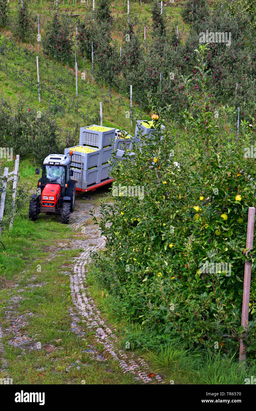 Apple harvesting machine hi-res stock photography and images - Alamy