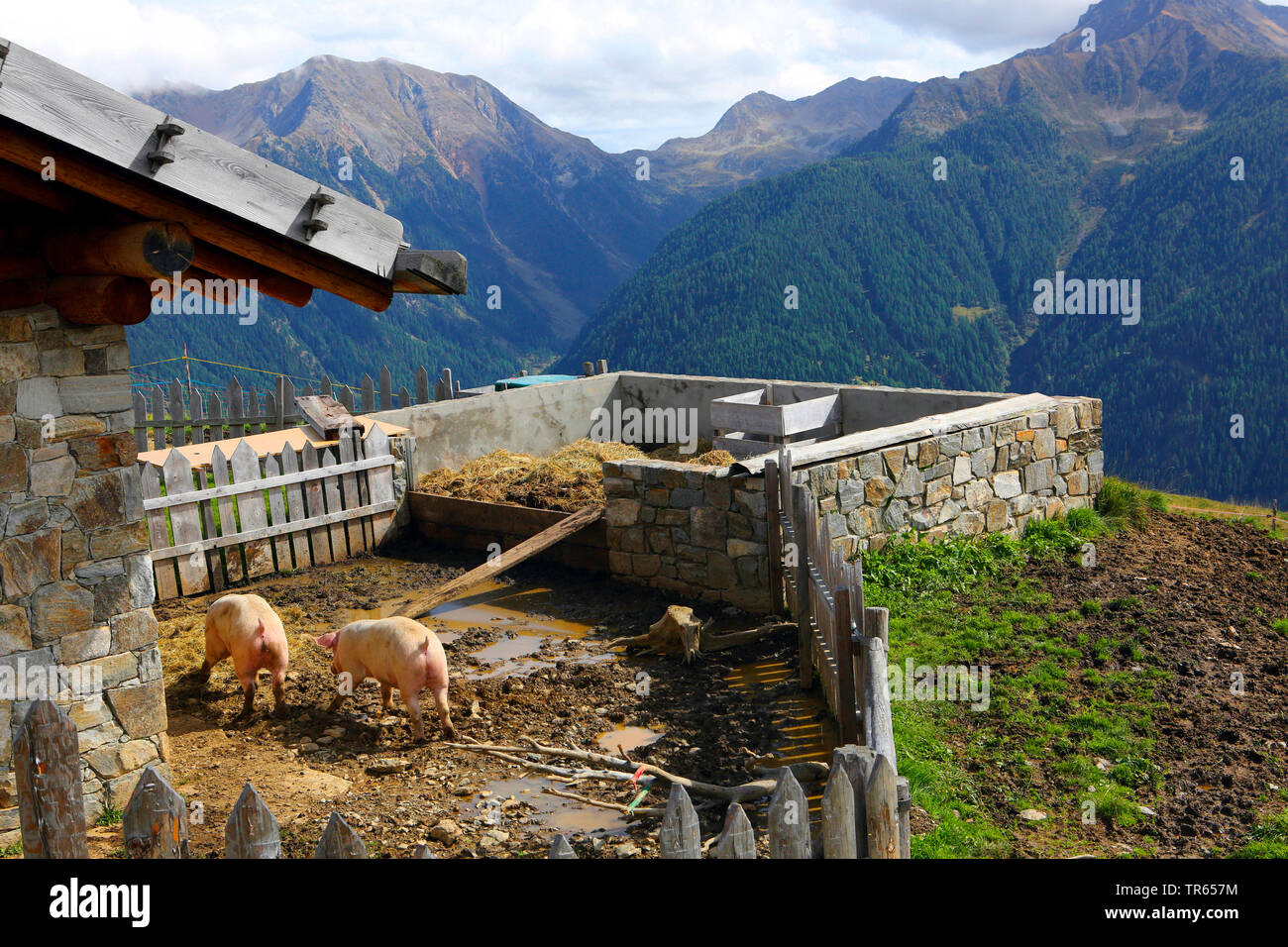 domestic pig (Sus scrofa f. domestica), eco farm on the Unteren ...