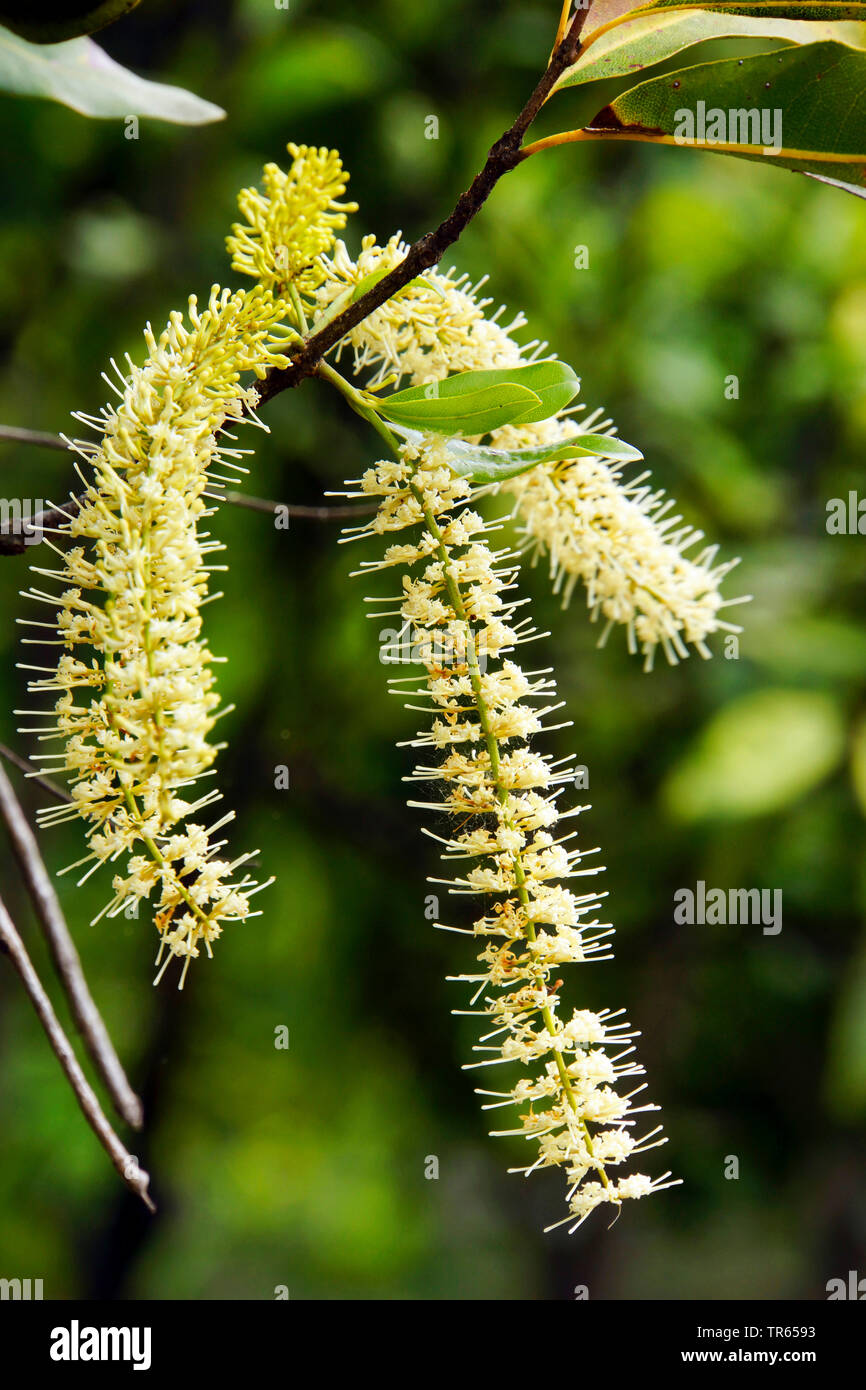macadamia (Macadamia tetraphylla), blooming branch, Portugal, Madeira ...