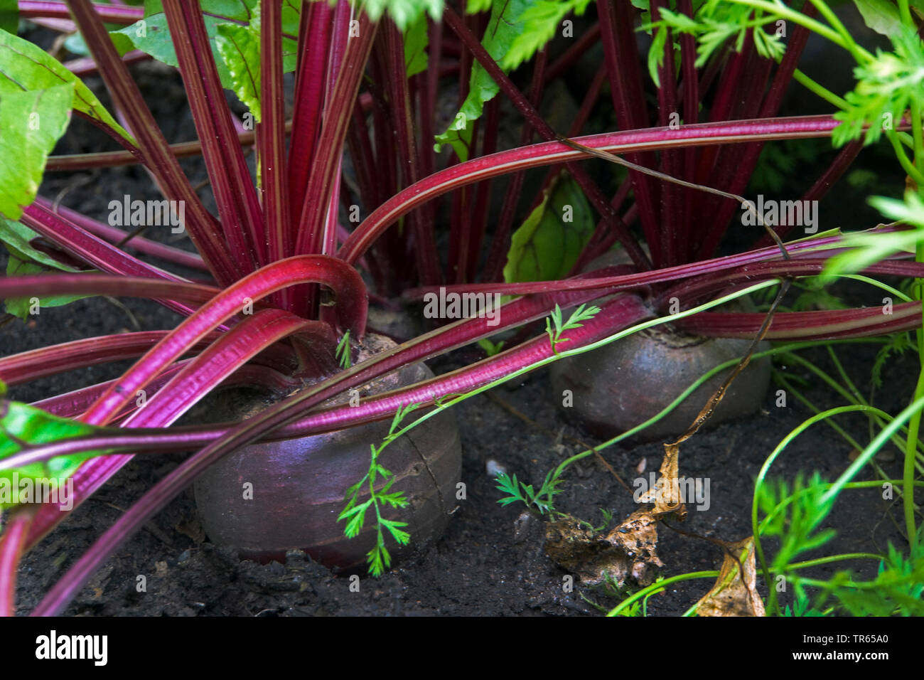 Root beet (Beta vulgaris), in a garden, Germany Stock Photo - Alamy