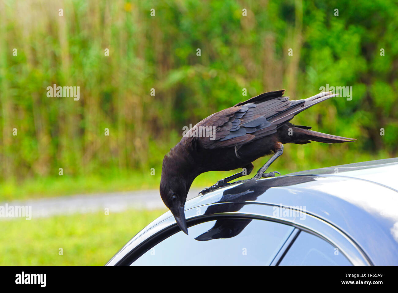 American crow (Corvus brachyrhynchos), sitting on a car roof whatching ...