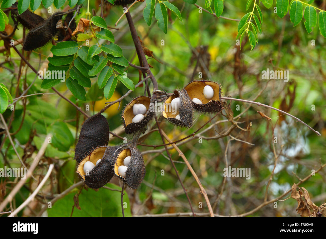 Grey Nicker (Caesalpinia bonduc), open fruits with seeds, USA, Florida ...