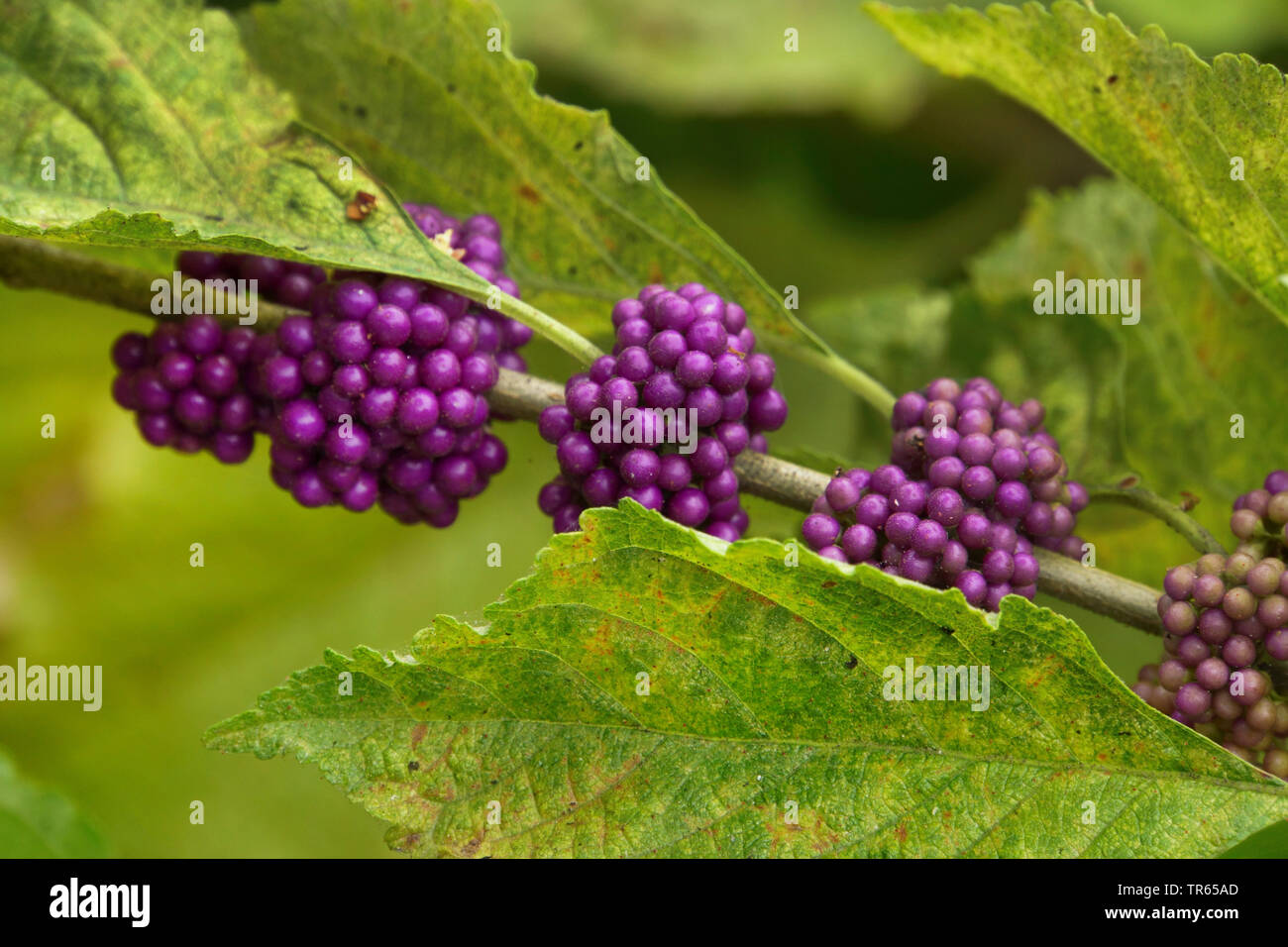 Callicarpa americana hi-res stock photography and images - Alamy
