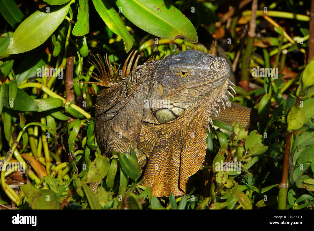 green iguana, common iguana (Iguana iguana), among plants, USA, Florida ...