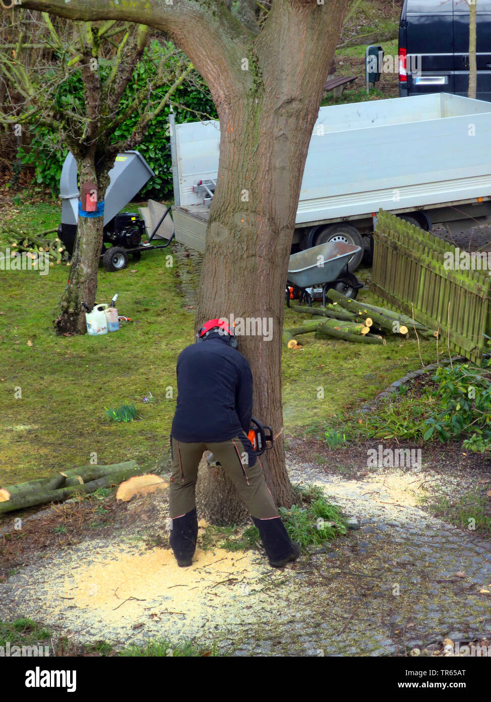 Felling an oak hi-res stock photography and images - Alamy