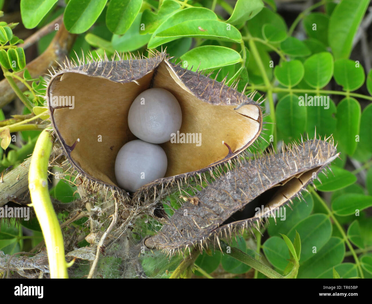 Grey Nicker (Caesalpinia bonduc), open fruit with seeds, USA, Florida ...