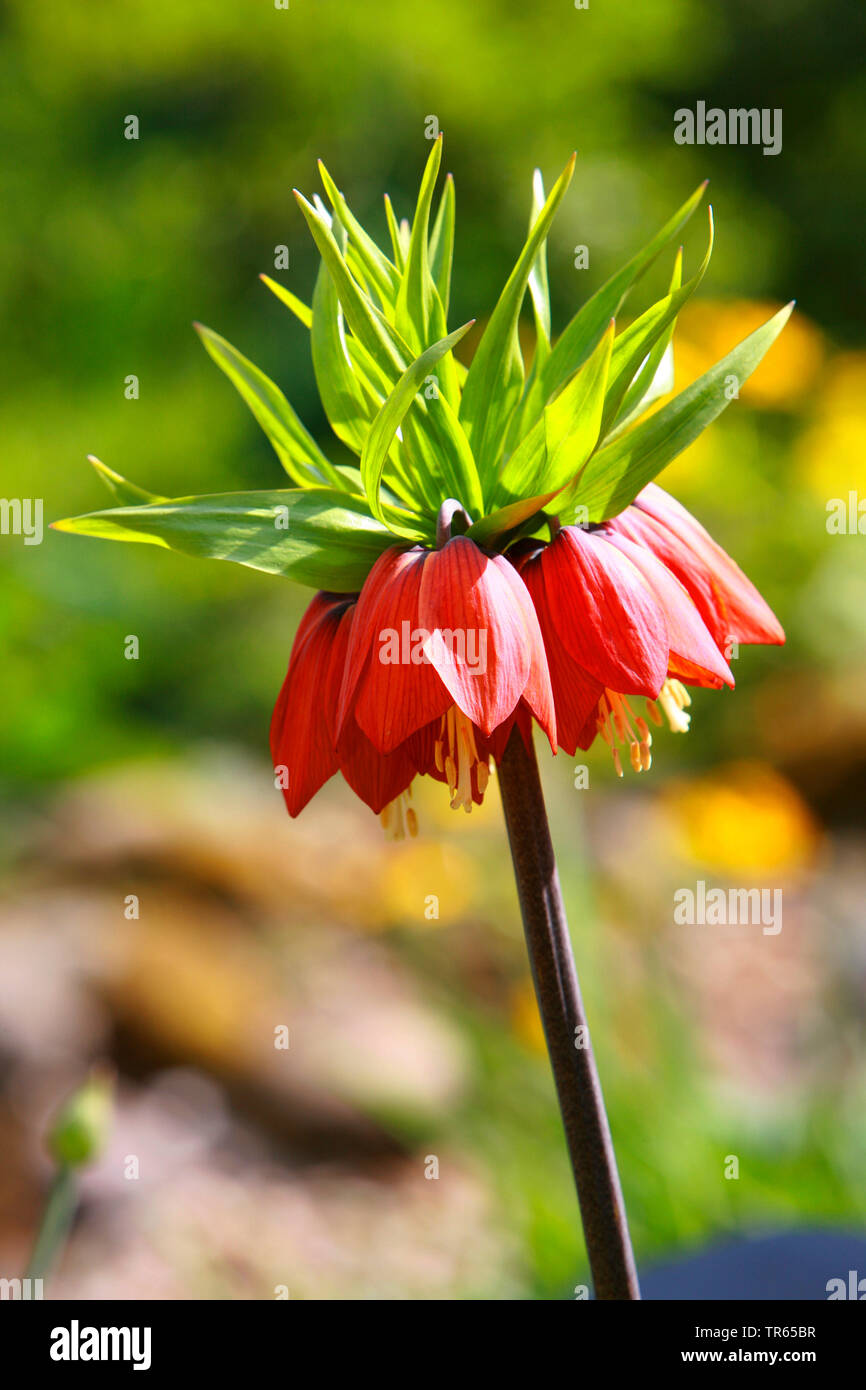 Billian hi-res stock photography and images - Alamy
