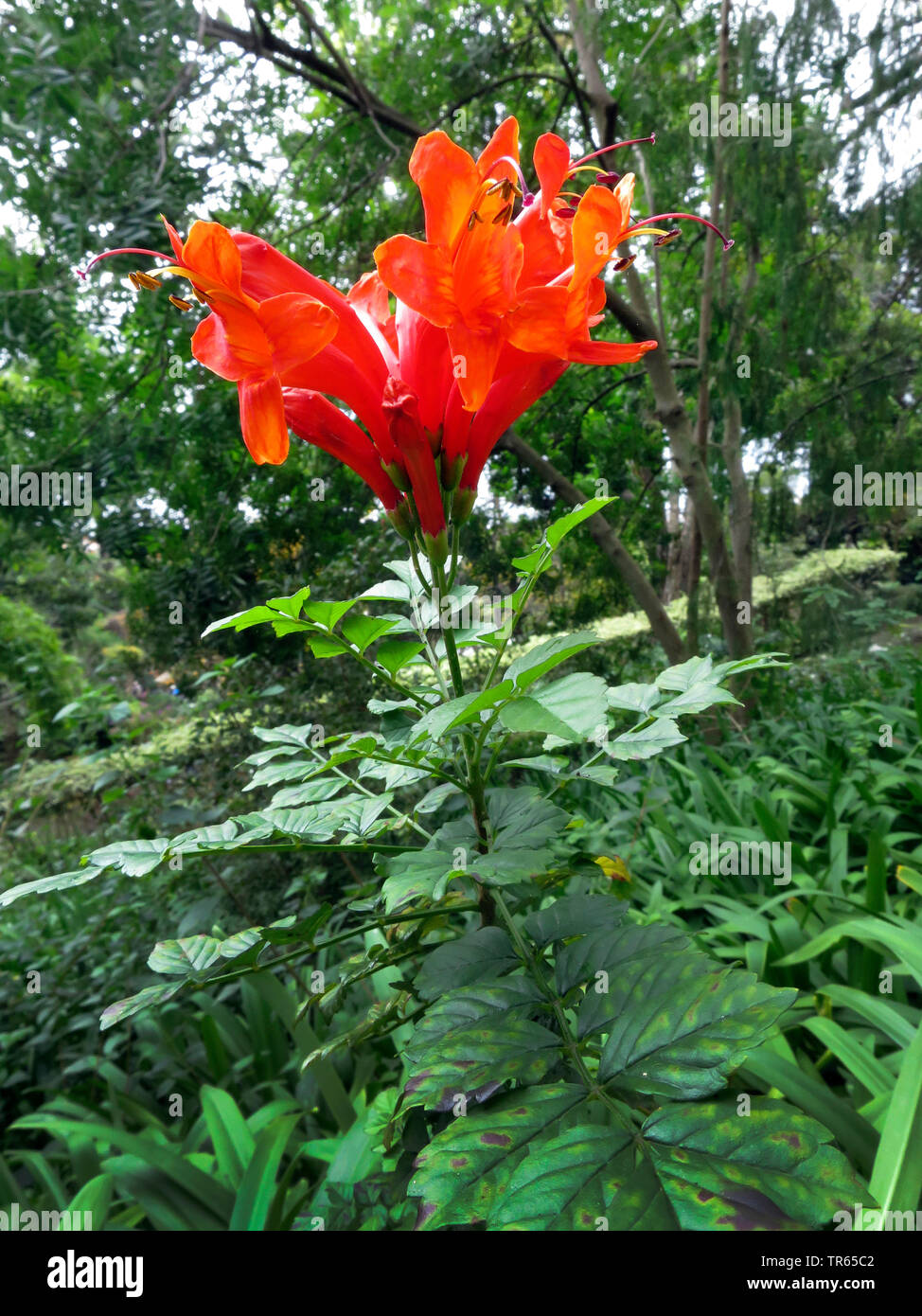 Cape Honeysuckle (Tecomaria capensis, Tecoma capensis), blooming ...