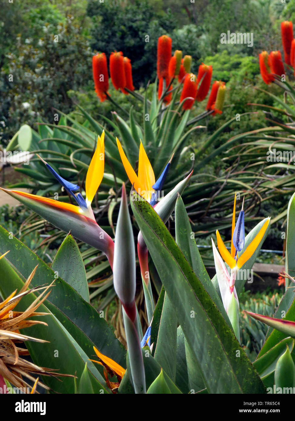 crane flower, bird of paradise flower, geel piesang (Strelitzia reginae ...