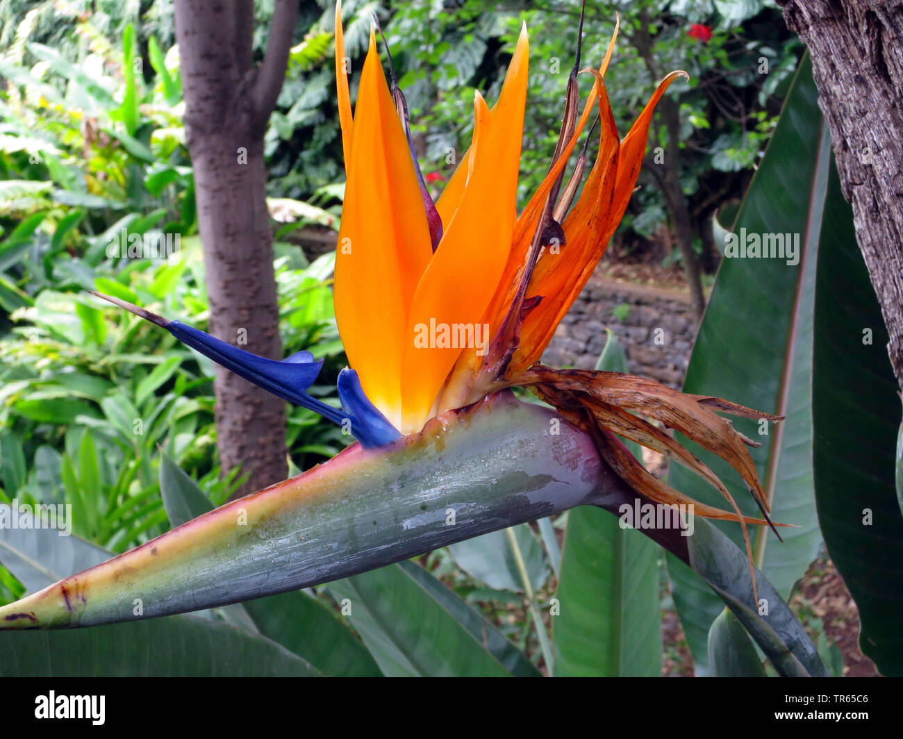 crane flower, bird of paradise flower, geel piesang (Strelitzia reginae ...