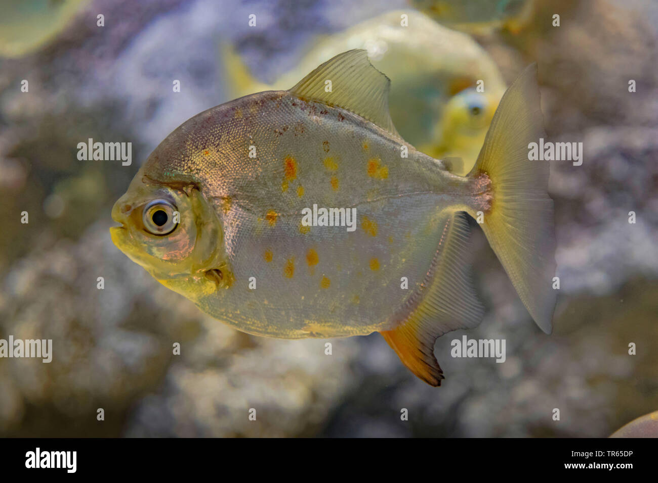 redhook myleus (Myleus rubripinnis), swimming male, side view, USA ...
