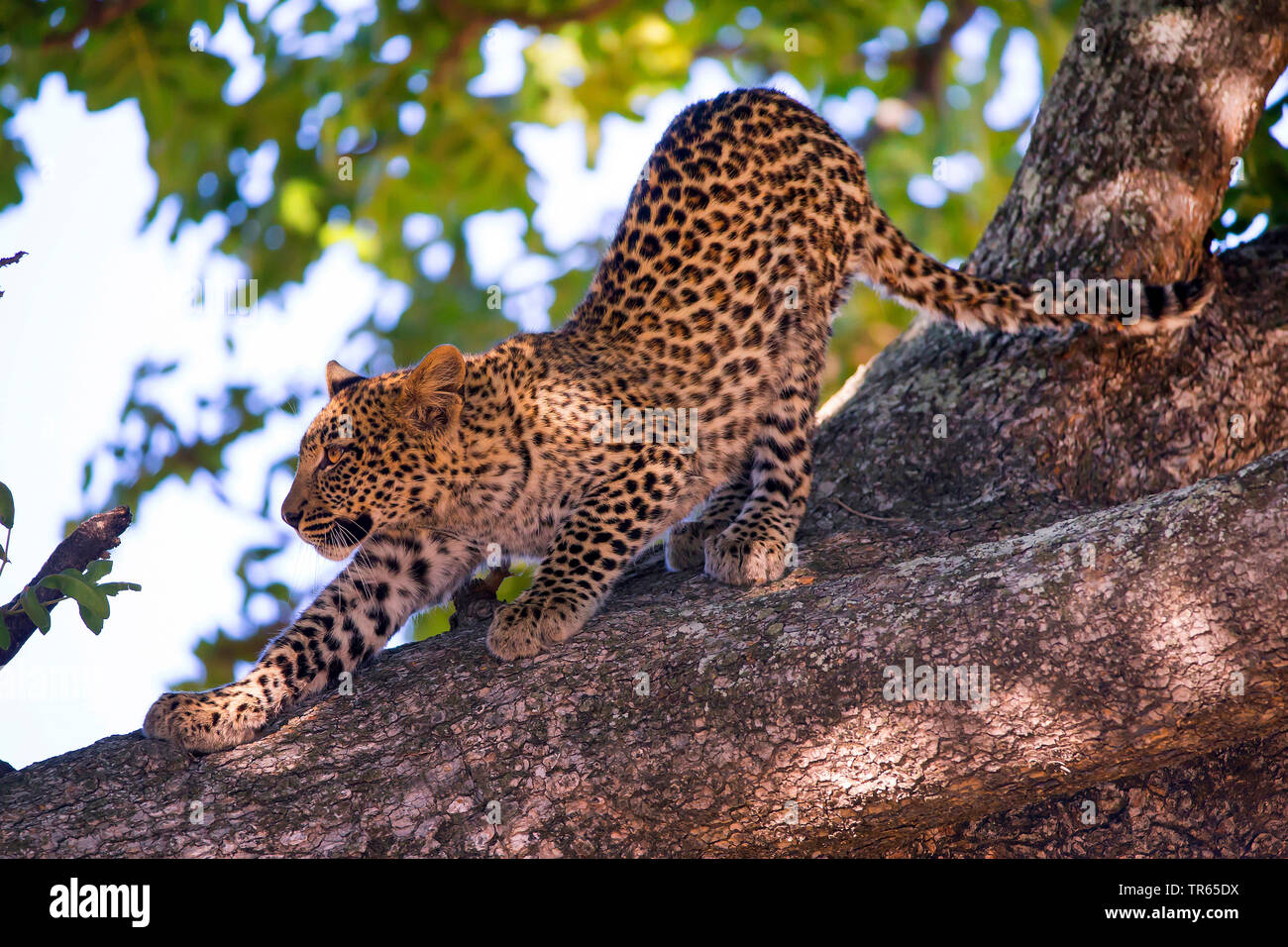 leopard (Panthera pardus), juvenile male stretching in a tree, side ...