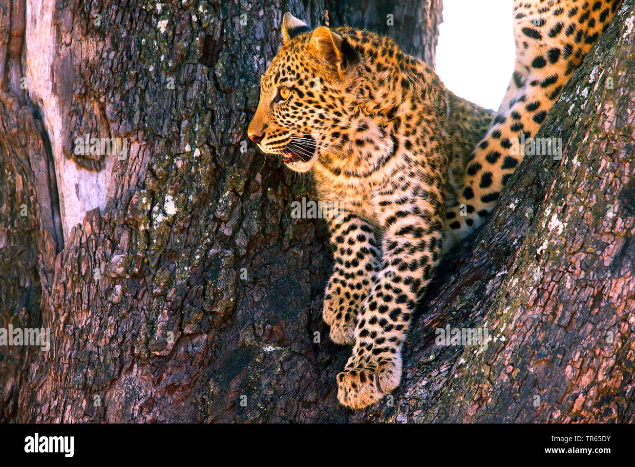 leopard (Panthera pardus), young animal in a fork of a branch, Botswana ...