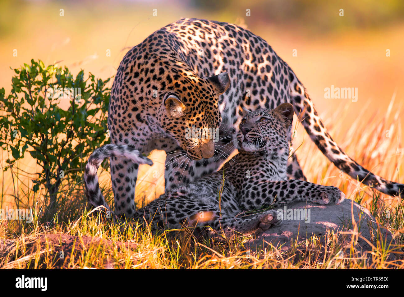 leopard (Panthera pardus), leopardess tussling with young animal, Botswana Stock Photo - Alamy