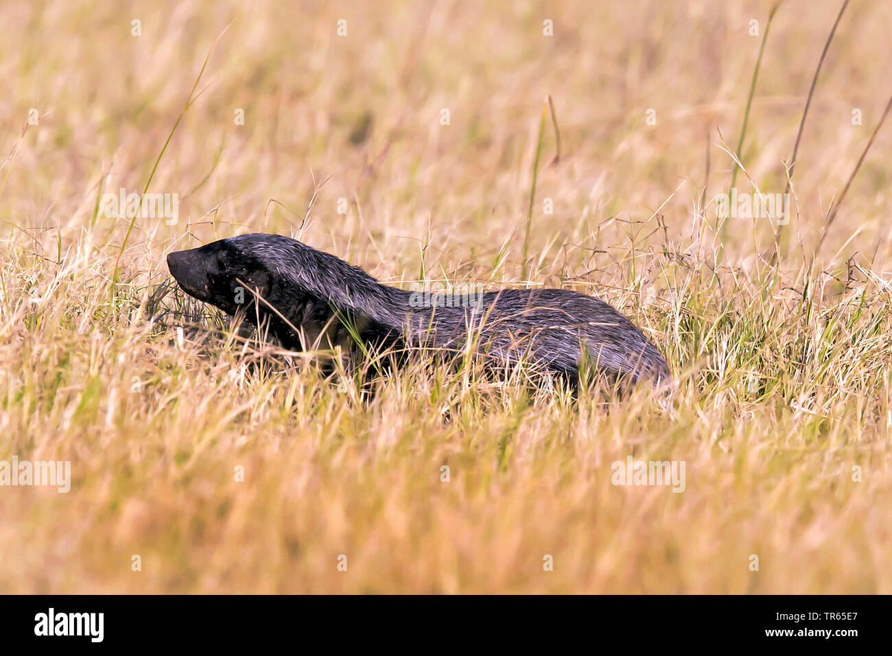 honey badger, rattel (Mellivora capensis), sitting in a dried meadow ...