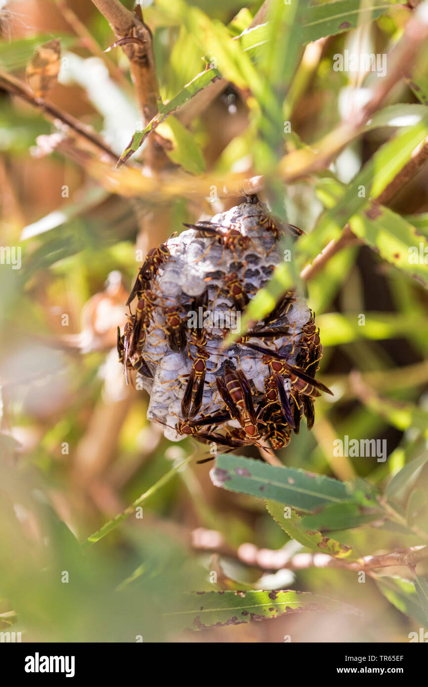 Paper wasp nest hi-res stock photography and images - Alamy