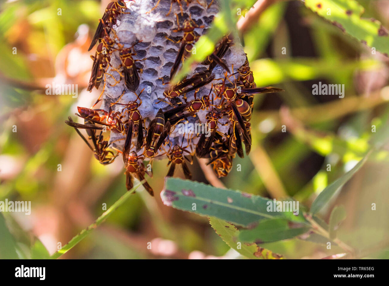 golden paper wasp, northern paper wasp (Polistes fuscatus ), nest, USA ...