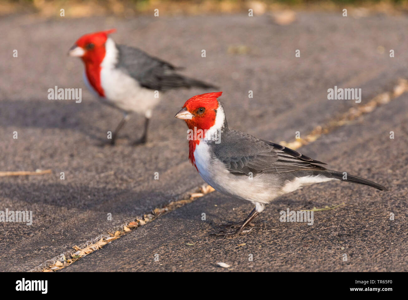 Cardinal cardinals bird hi-res stock photography and images - Alamy