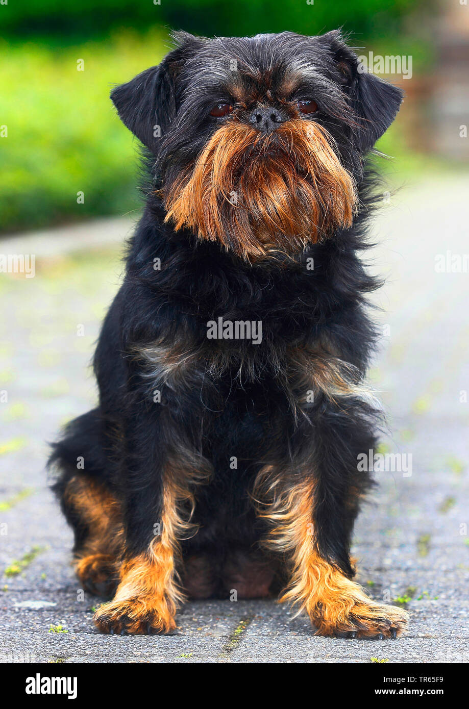 Griffon Bruxellois, Brussels Griffon (Canis lupus f. familiaris), six ...
