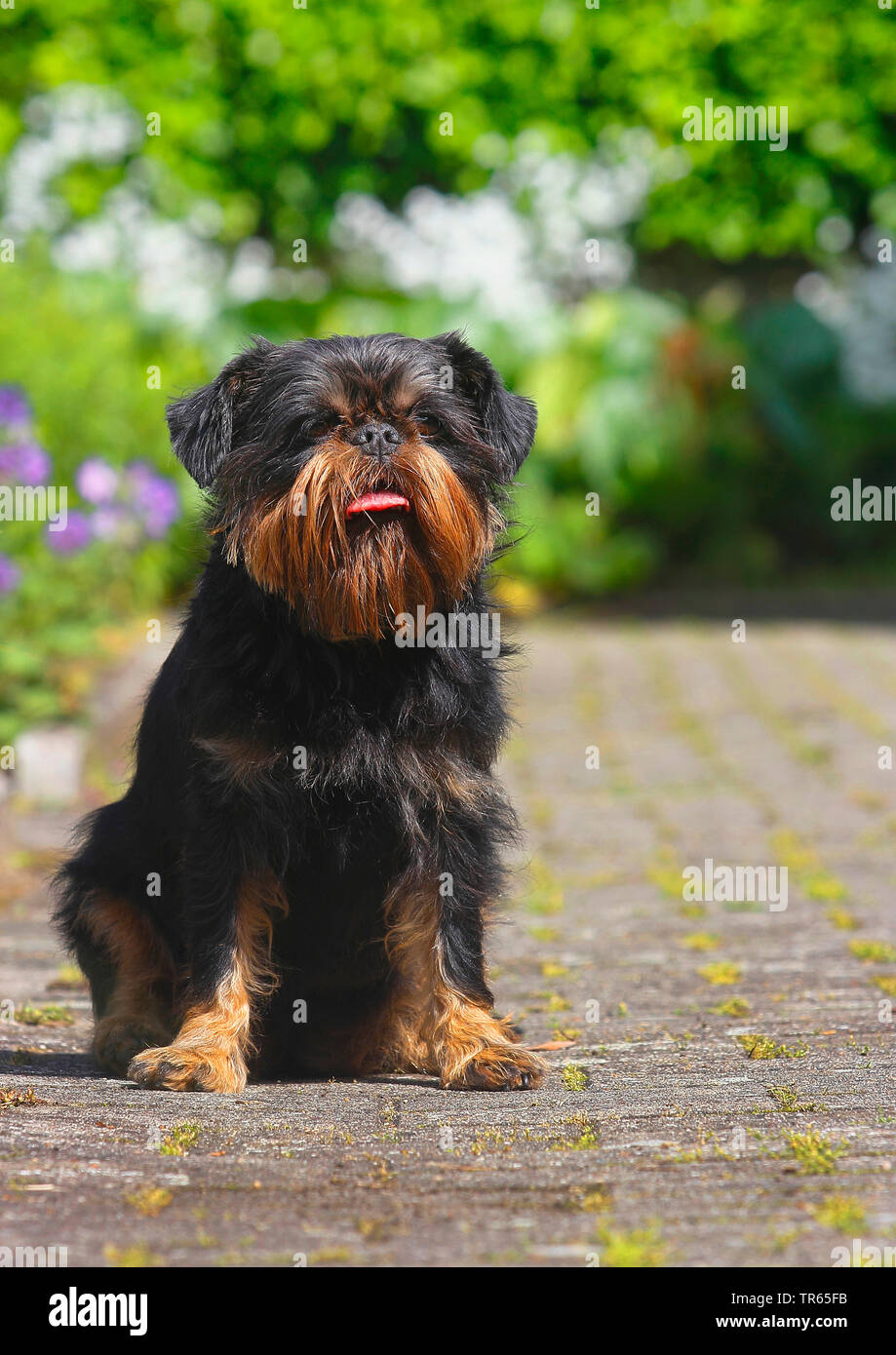 Griffon Bruxellois, Brussels Griffon (Canis lupus f. familiaris), six ...