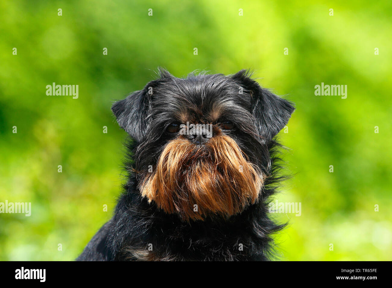 Griffon Bruxellois, Brussels Griffon (Canis lupus f. familiaris), six ...