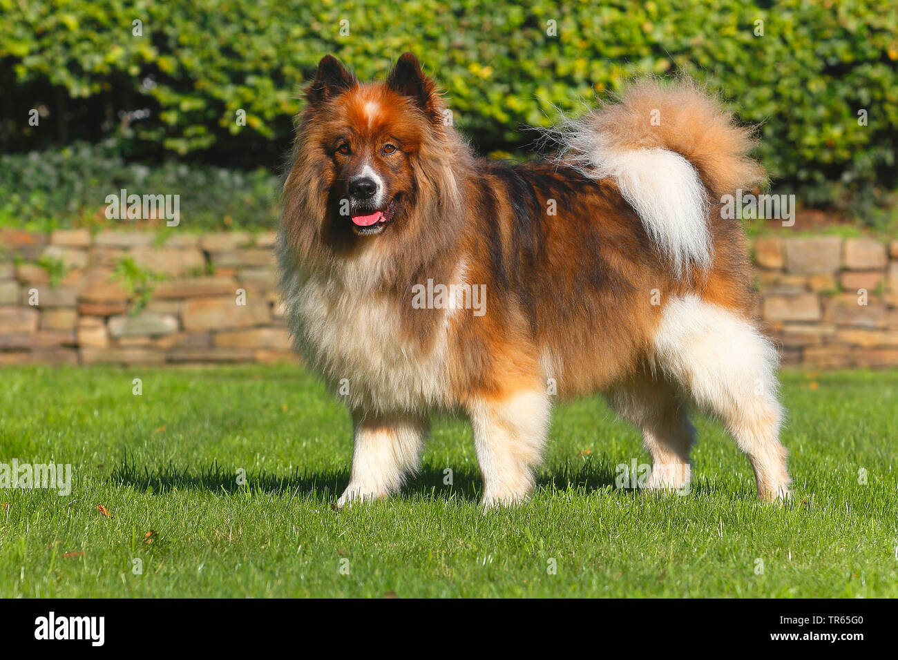 Elo, Great Elo (Canis lupus f. familiaris), five years old male dog ...