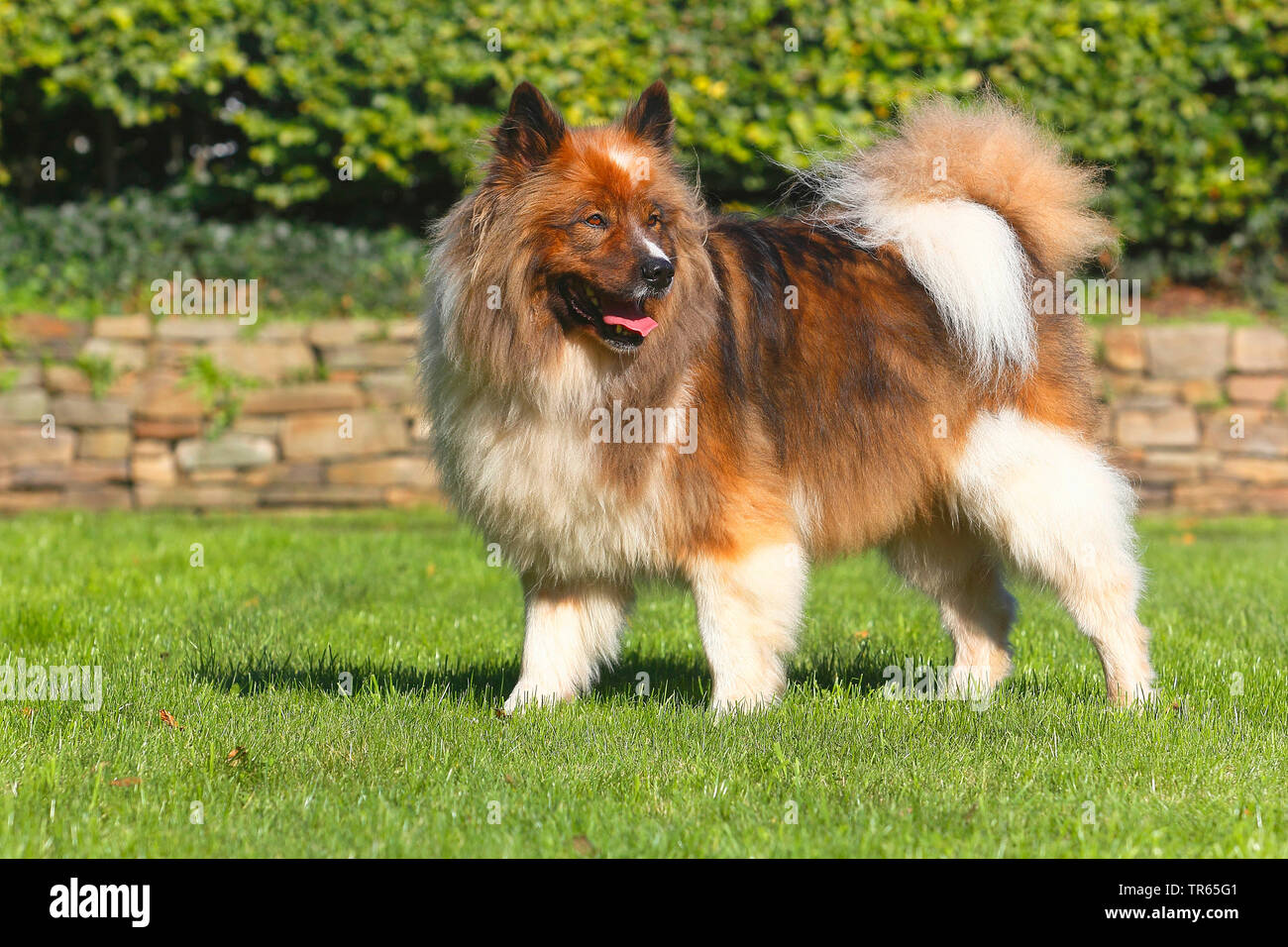 Elo, Great Elo (Canis lupus f. familiaris), five years old male dog ...