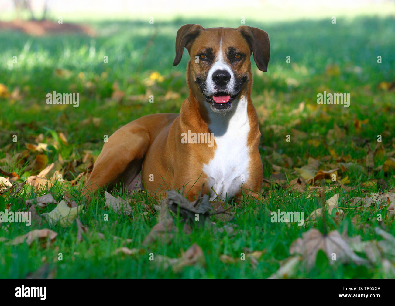 mixed breed dog (Canis lupus f. familiaris), six years old Boxer Aussie ...