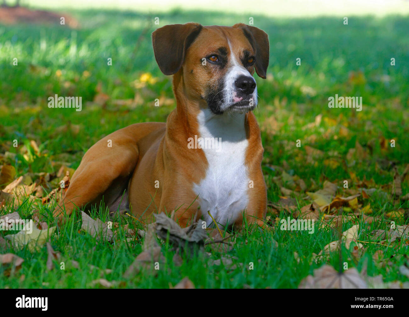 Boxer mongrel hi-res stock photography and images - Alamy