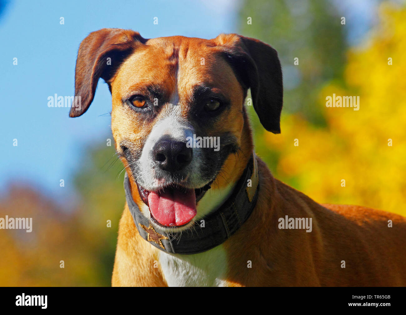 mixed breed dog (Canis lupus f. familiaris), six years old Boxer Aussie ...