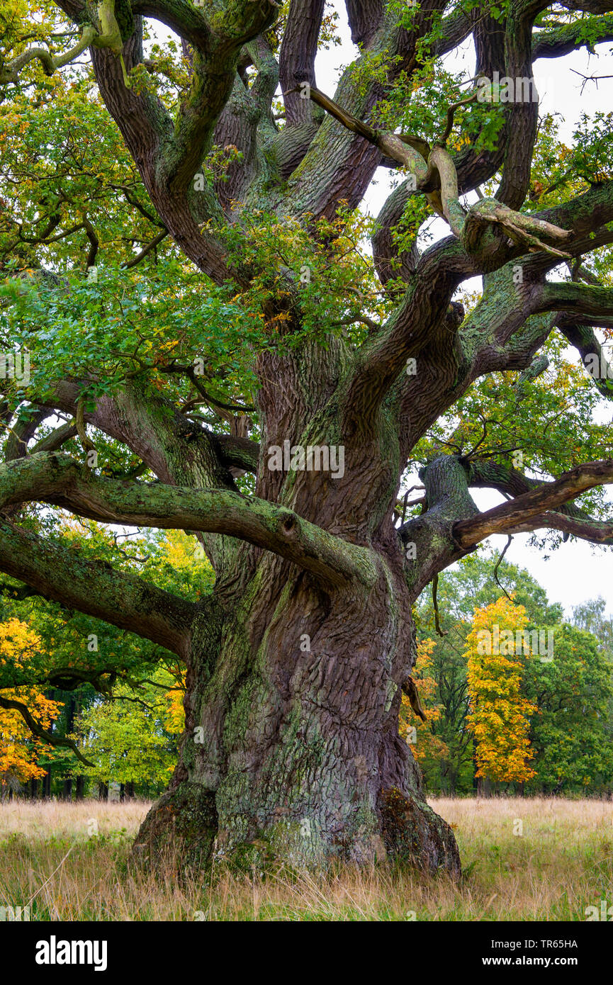 oak (Quercus spec.), old oak tree, Denmark, Klamptenborg, Copenhagen ...