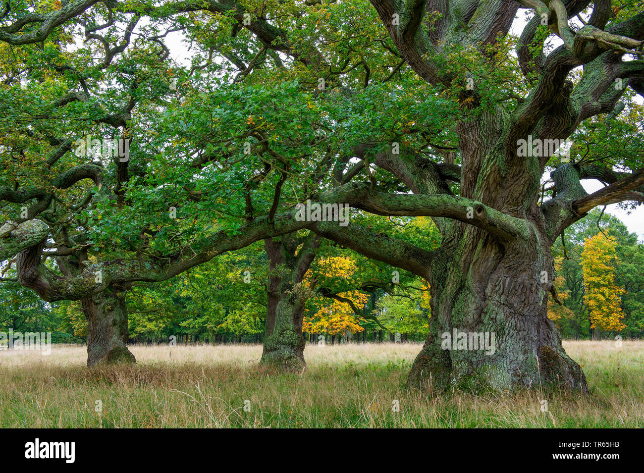 oak (Quercus spec.), old oak trees, Denmark, Klamptenborg, Copenhagen ...