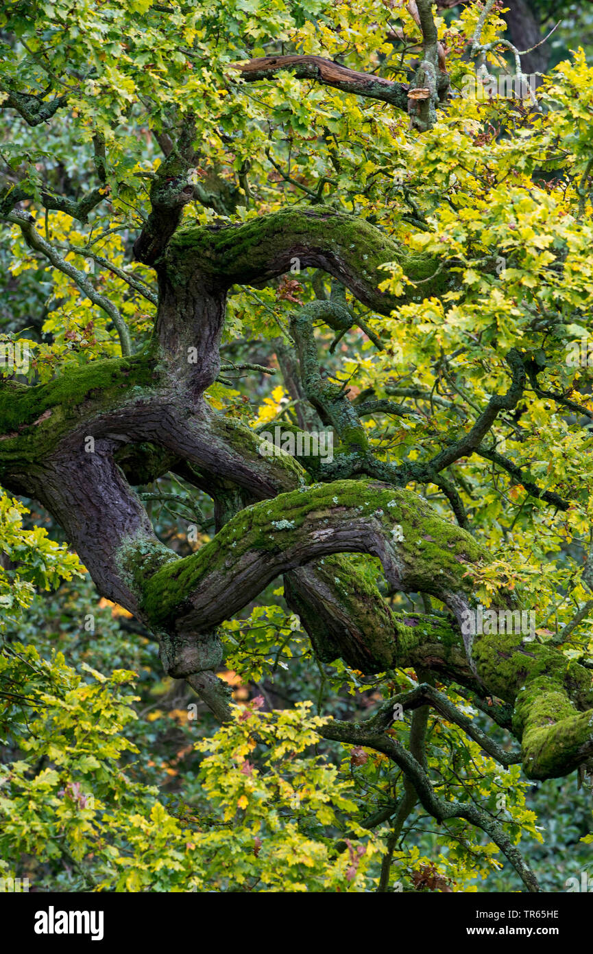 Gnarled old oak tree hi-res stock photography and images - Alamy