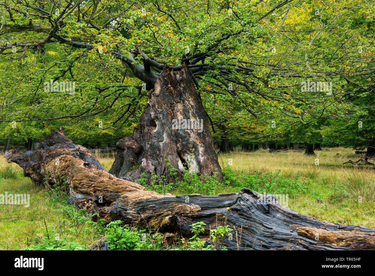 oak (Quercus spec.), old oak tree, one of it fallen, Denmark ...