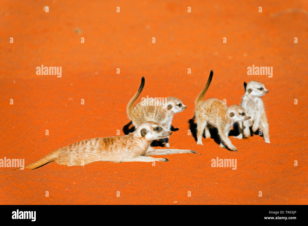 suricate, slender-tailed meerkat (Suricata suricatta), mother with ...