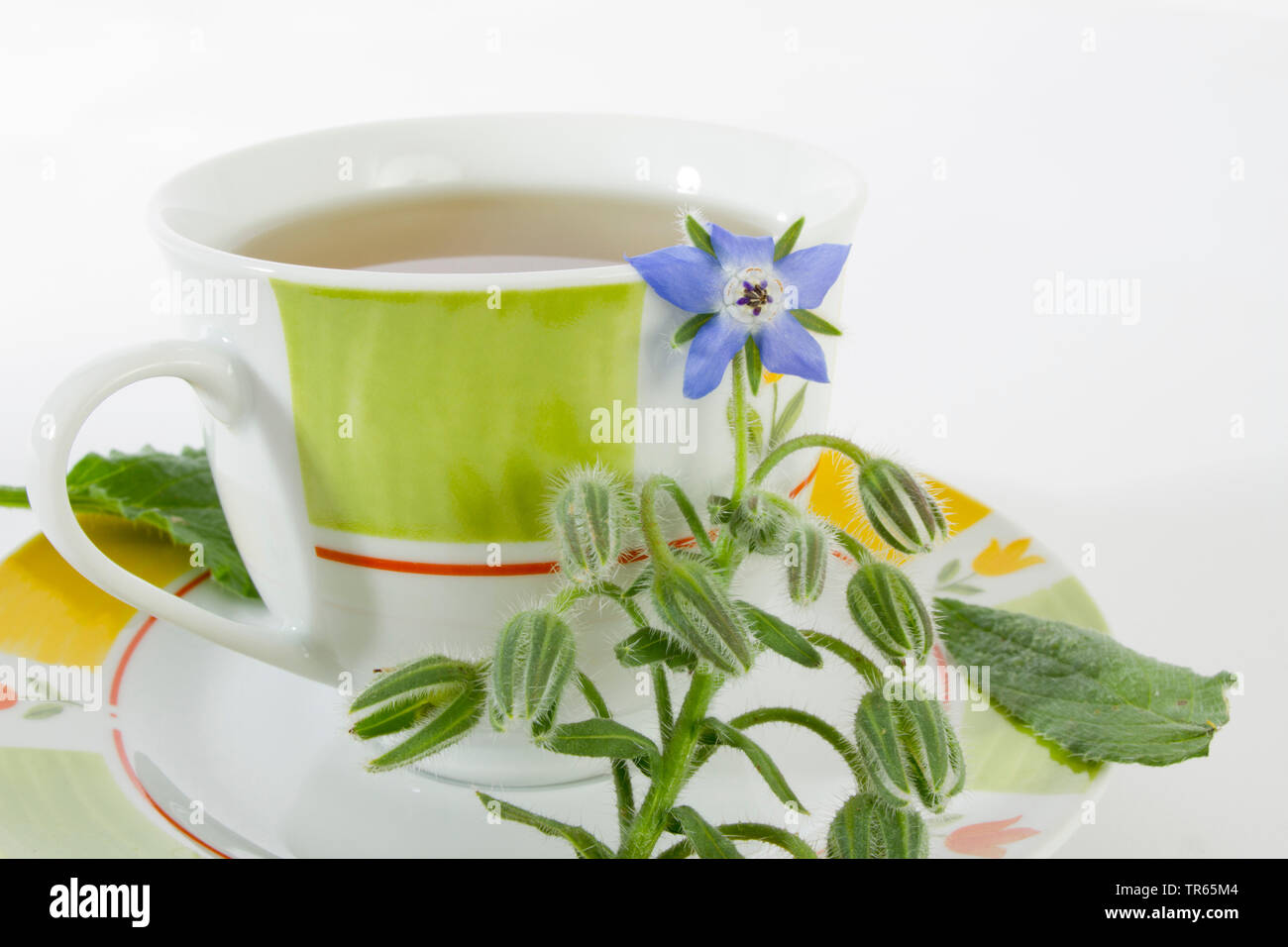 common borage (Borago officinalis), borage tea with flower, Germany ...