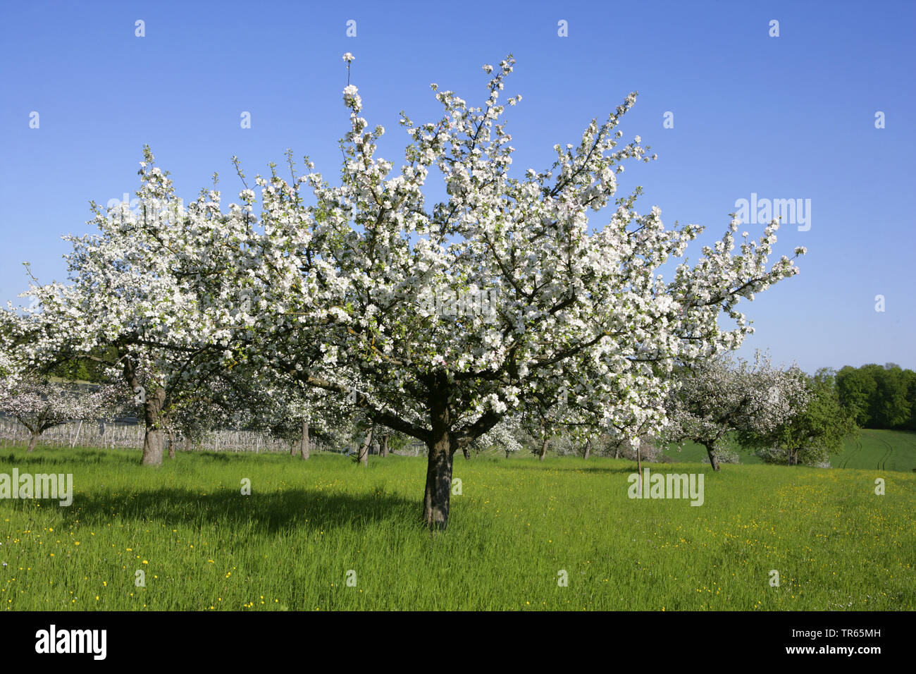 apple tree (Malus domestica), blooming apple tree, Germany, Baden ...